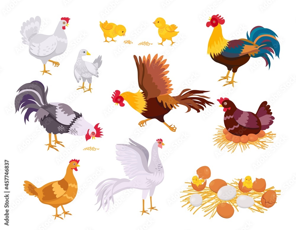 Cartoon farm chicken family, rooster, hen and chicks. Flat domestic ...