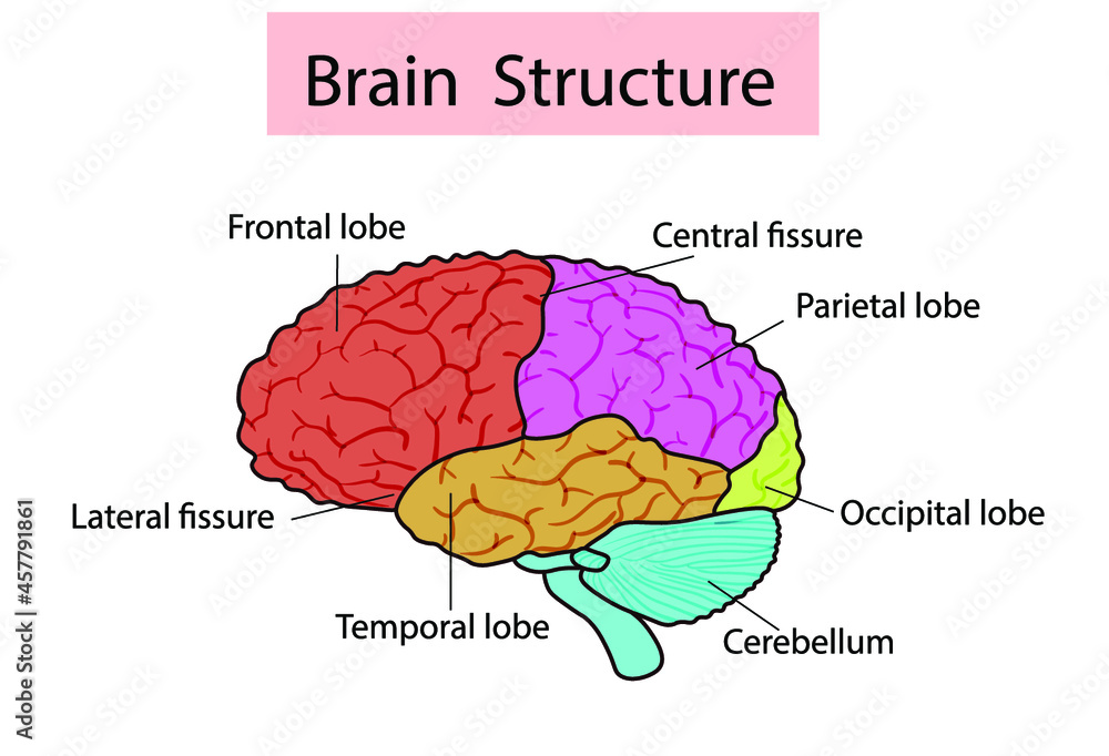Vector isolated illustration of brain components in man head. Human ...