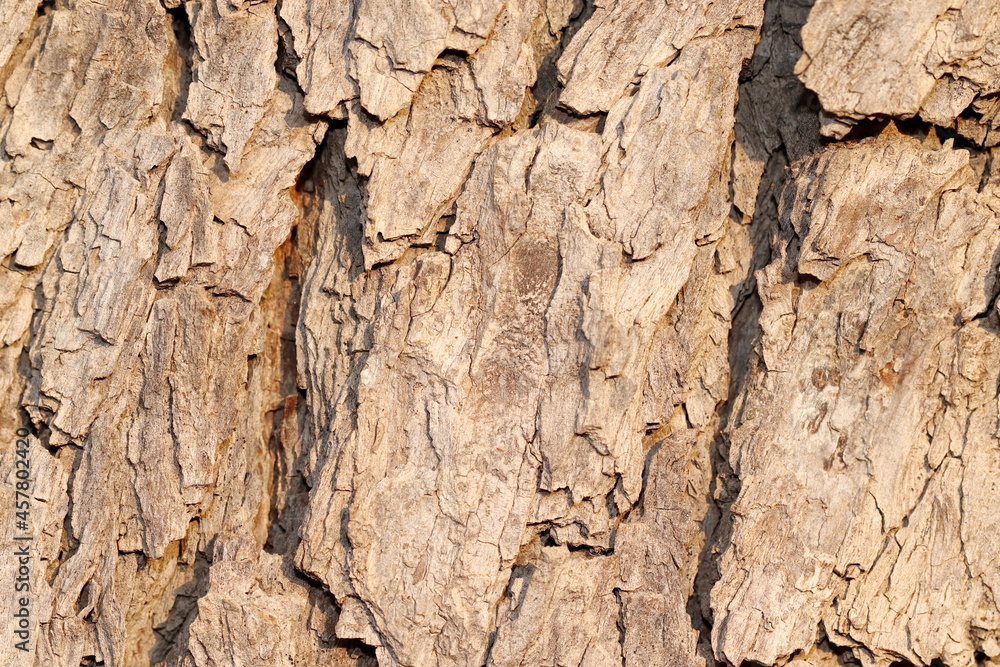 Beautiful and attractive texture pattern of neem tree bark useful for ...