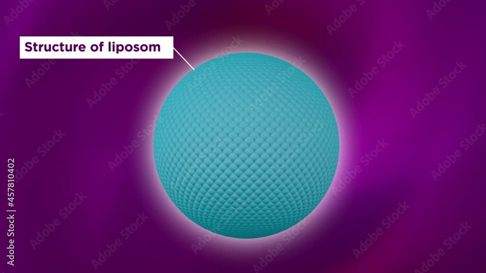 Structure of liposome, phospholipid, cell, 3d render animation. 3D ...