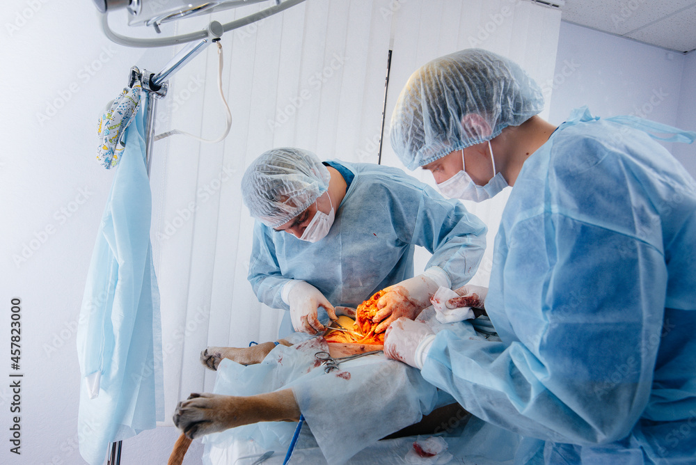 In a modern veterinary clinic, an operation is performed to save the ...