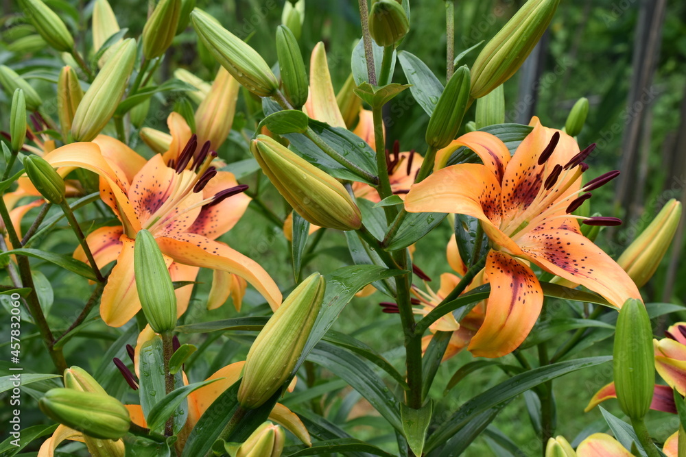 Lilium Hôtel California (OAO) Stock Photo | Adobe Stock
