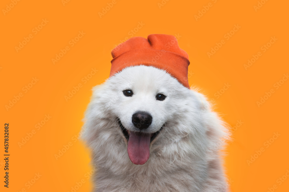 The Samoyed white dog looks into the camera, sticking out his tongue ...