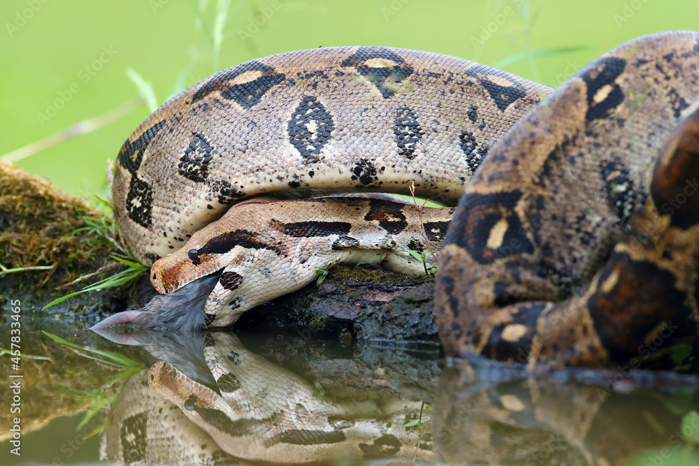 The boa constrictor (Boa constrictor), also called the red-tailed or ...