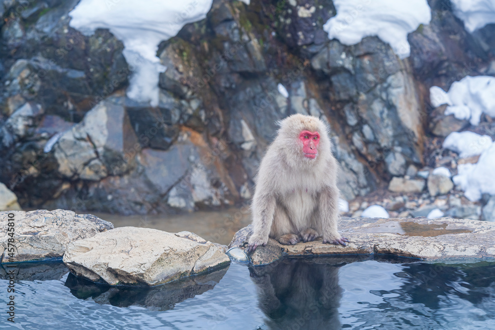 Foto de Snow monkeys. Hakodate is famed for its monkeys a rare sight ...