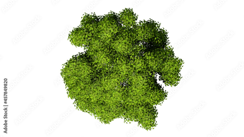 3D tree top view isolated on white background, for use visualization in ...