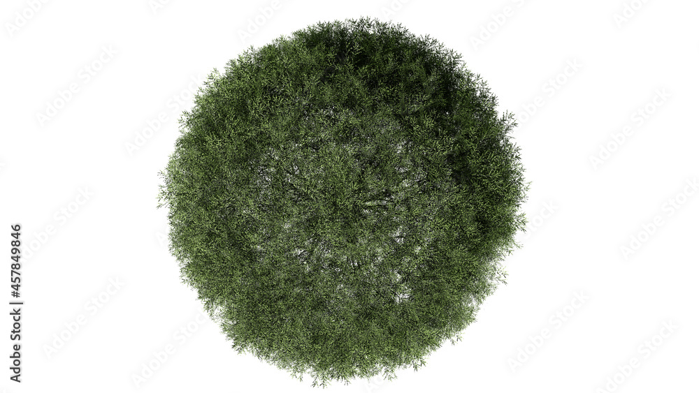 3D tree top view isolated on white background, for use visualization in ...