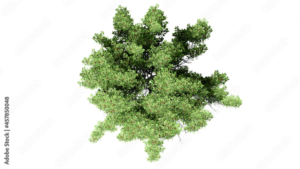 3D tree top view isolated on white background, for use visualization in ...