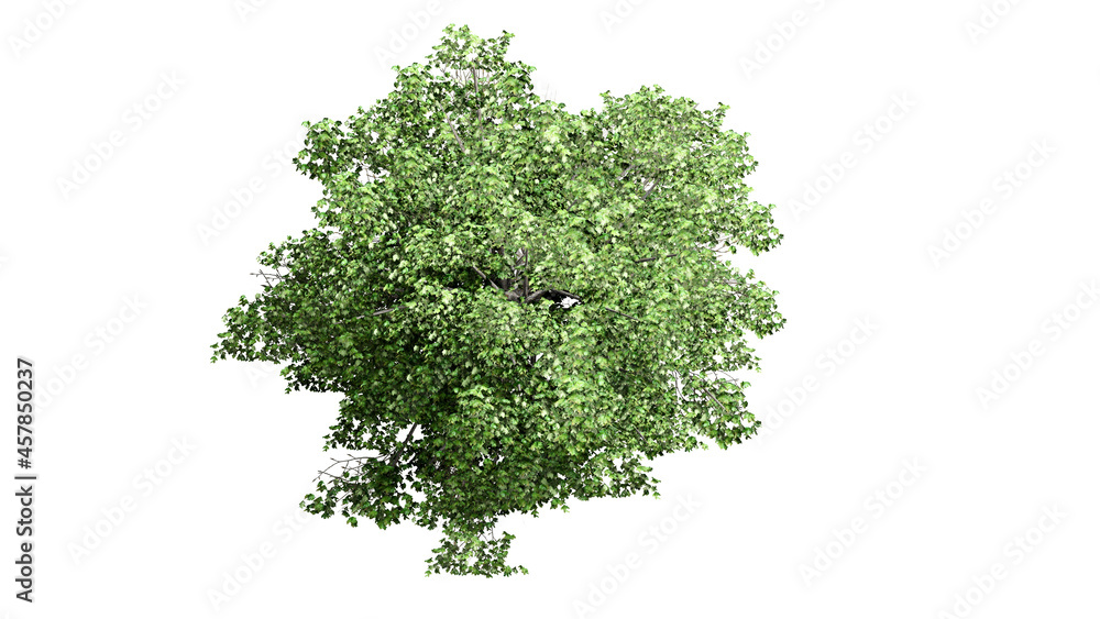 3D tree top view isolated on white background, for use visualization in ...