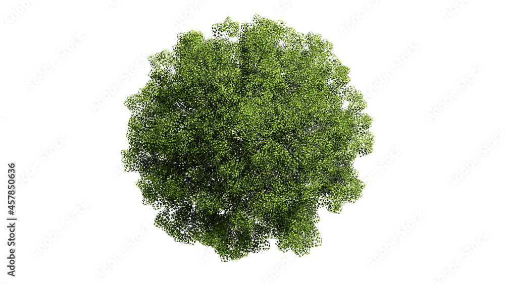 3D tree top view isolated on white background, for use visualization in ...
