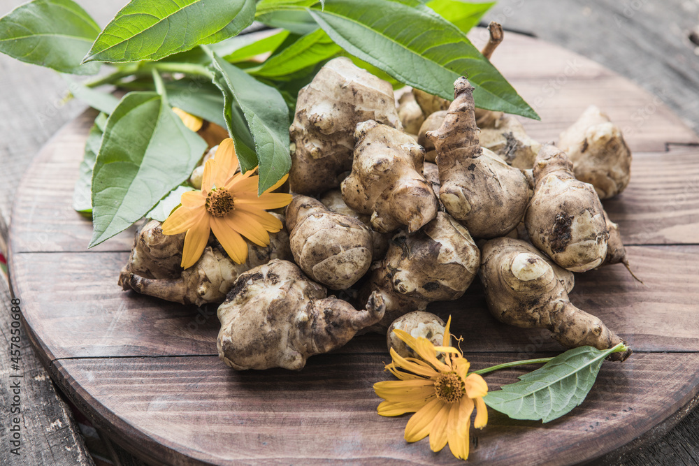Jerusalem artichoke tubers. Freshly harvested roots of Helianthus ...