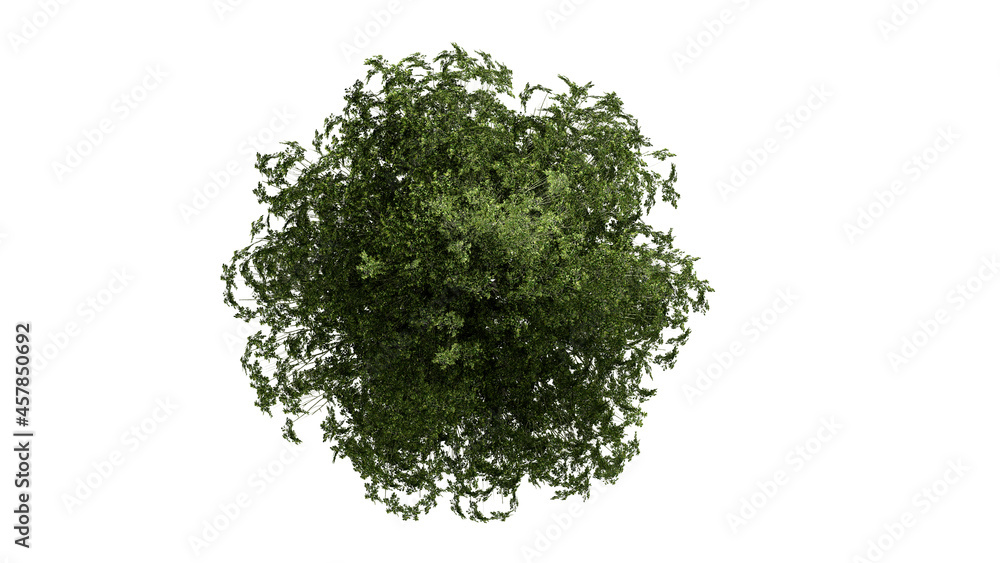 3D tree top view isolated on white background, for use visualization in ...