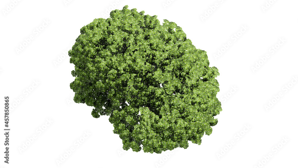 3D tree top view isolated on white background, for use visualization in ...
