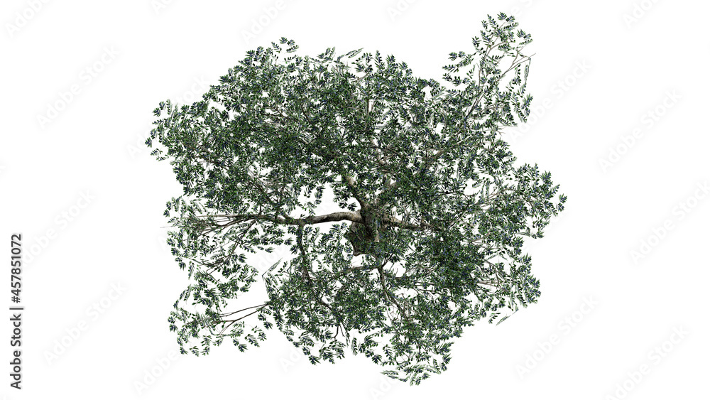 Top view 3D tree isolated on white background, for use visualization in ...