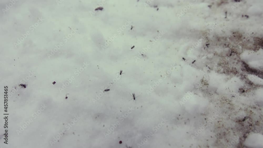 Winter gnat (Winter crane flies, Petaurista hyemalis, Trichoceridae ...