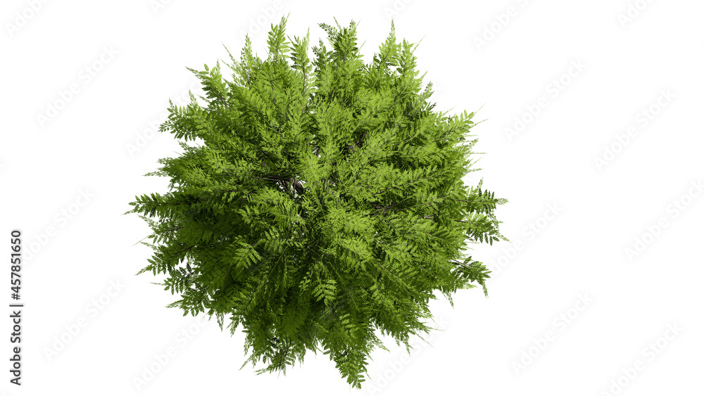 Top view 3D tree isolated on white background, for use visualization in ...