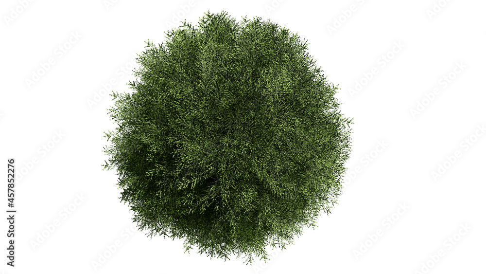 Top view 3D tree isolated on white background, for use visualization in ...