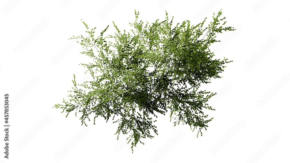 Top view 3D tree isolated on white background, for use visualization in ...