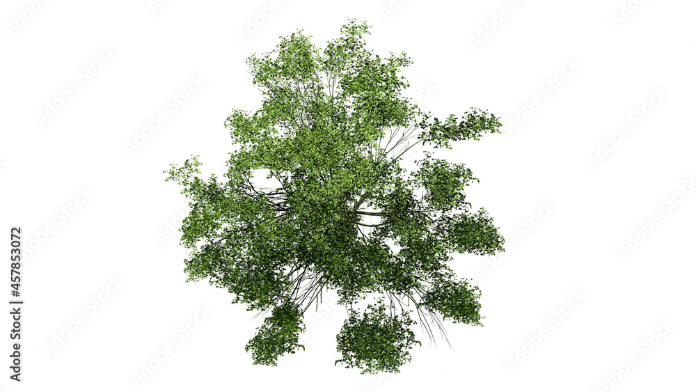Top view 3D tree isolated on white background, for use visualization in ...