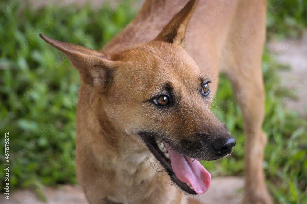 A native brown dog that is opening its mouth. Stock Photo | Adobe Stock