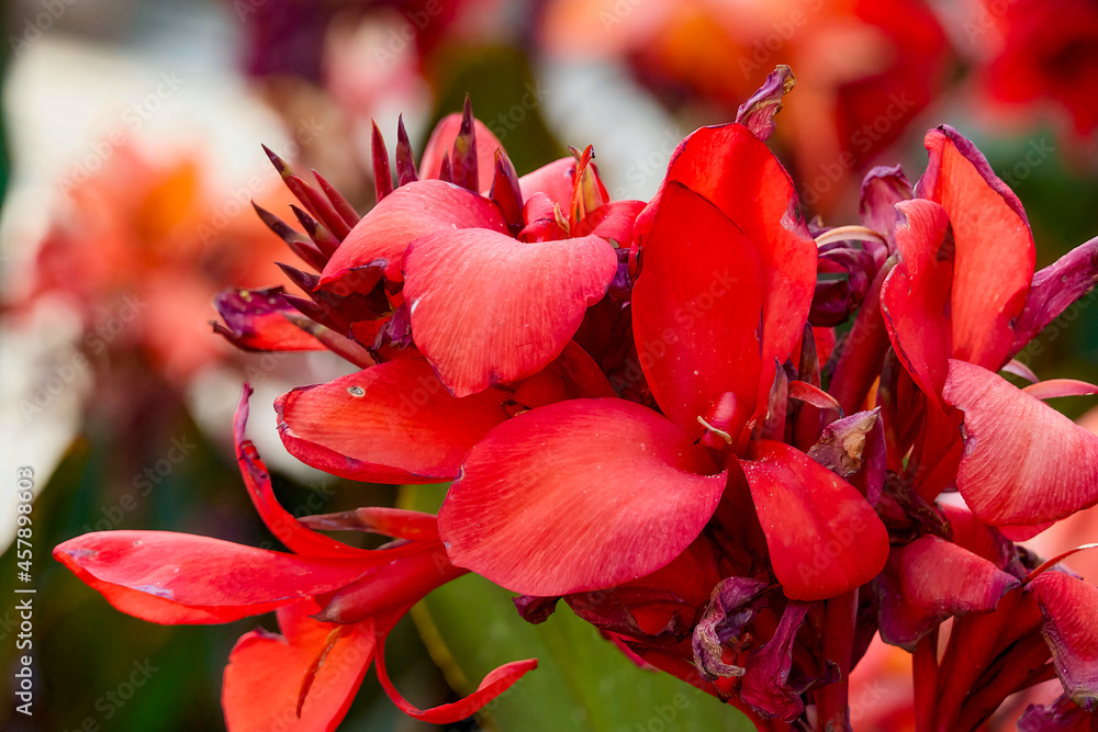 Canna indica or also known as Achira, Dragon's tongue, Cane chorus ...