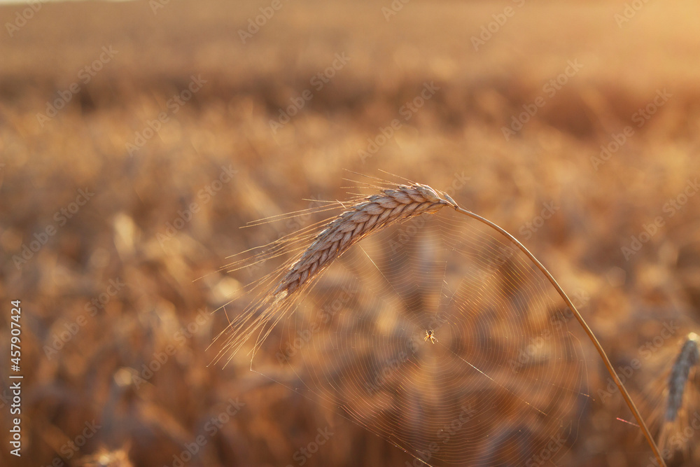 Ear of rye with web and spider in the field. Grains with sunset warm ...