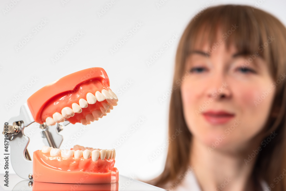 Dentistry, dental prosthetics. The girl looks at a mock-up of a human ...