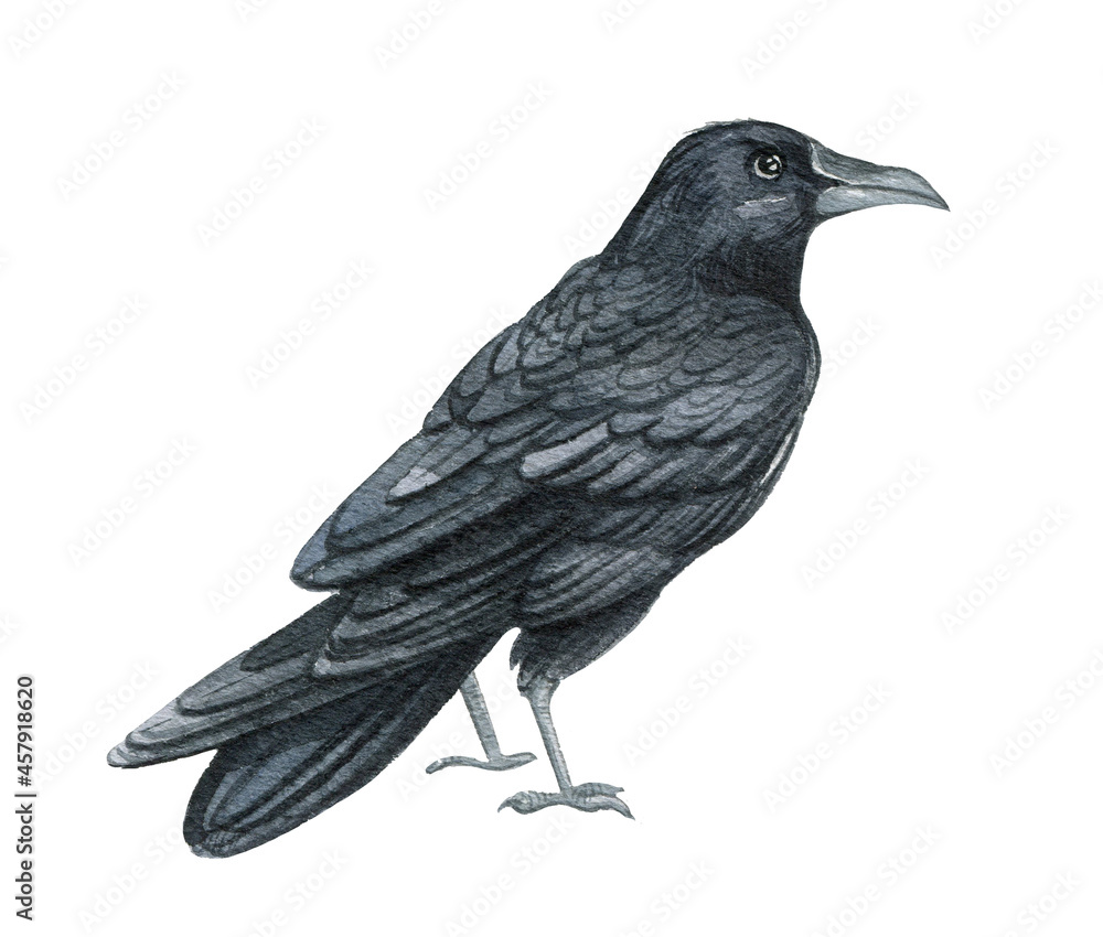 Watercolor raven illustration, crow on the white background, Black bird ...
