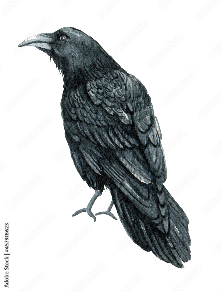Watercolor raven illustration, crow on the white background, Black bird ...