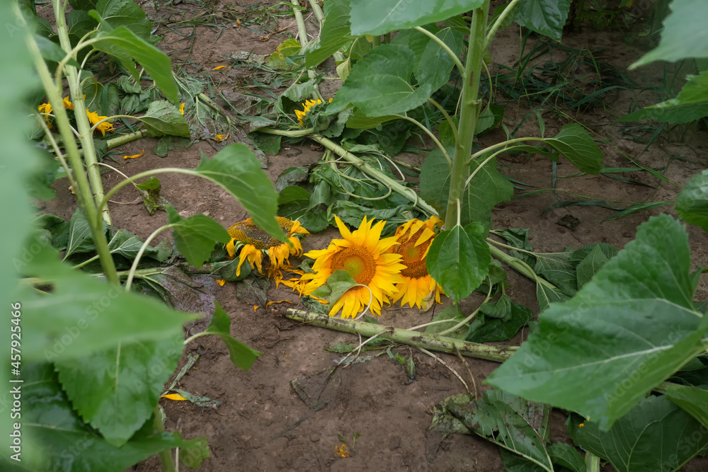Remains of a destroyed sunflower field from people. Trampled flowers ...