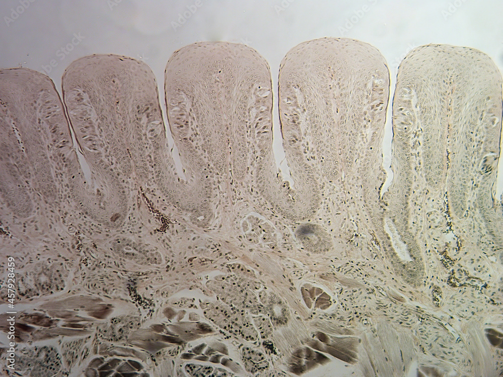 Tongue Histology Taste Buds