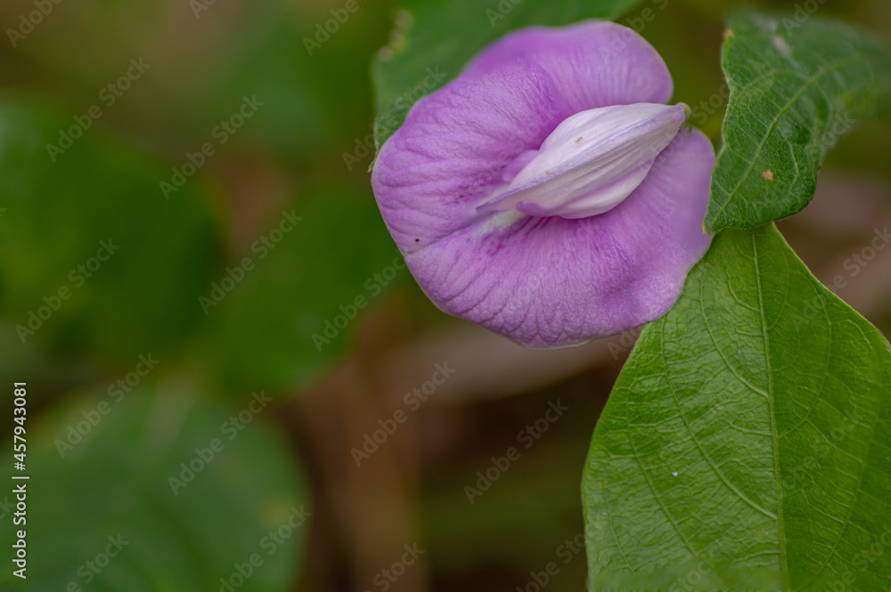 Clitoria flowers and leaves, Papilionoideae flowers are purple in color ...