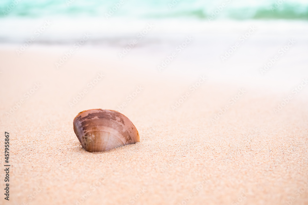 Sea shell on sand beach at coast with blue sea blur background. ocean ...