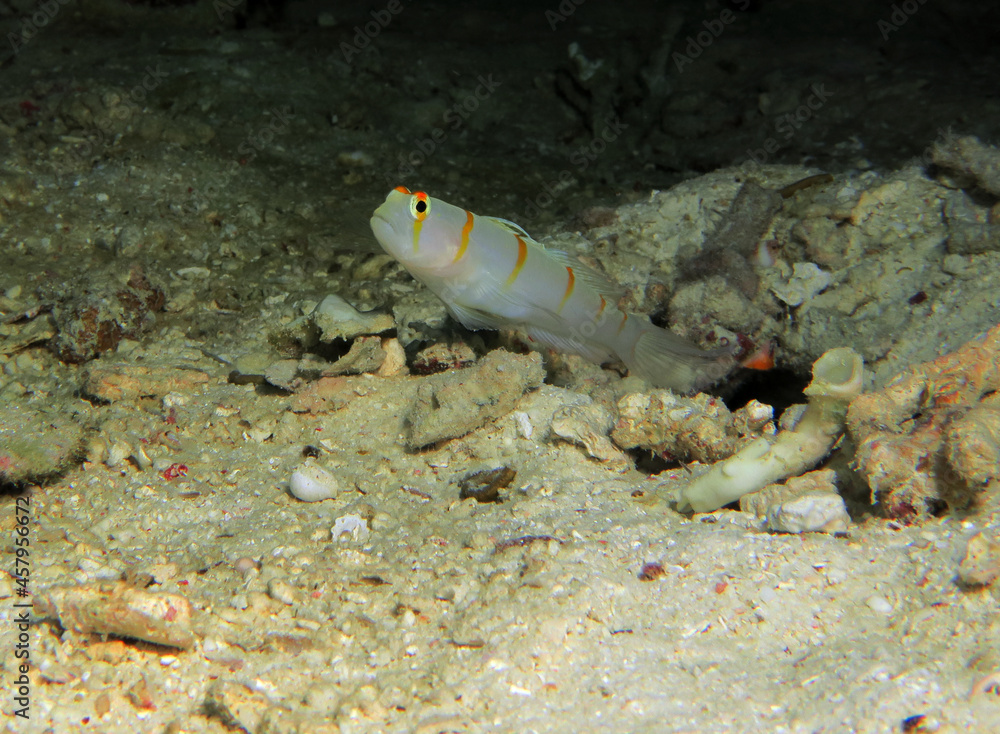 Orange Stripe Prawn Goby also known as Randall's Shrimp Goby Cebu ...