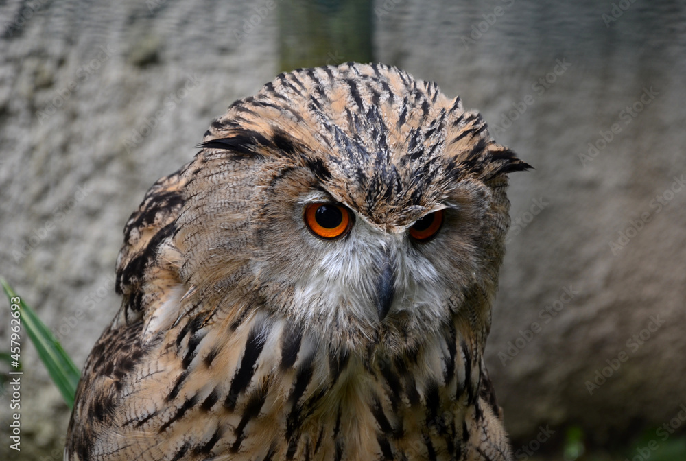 great eagle owl in a cage on a rock. looks where the mouse is ...