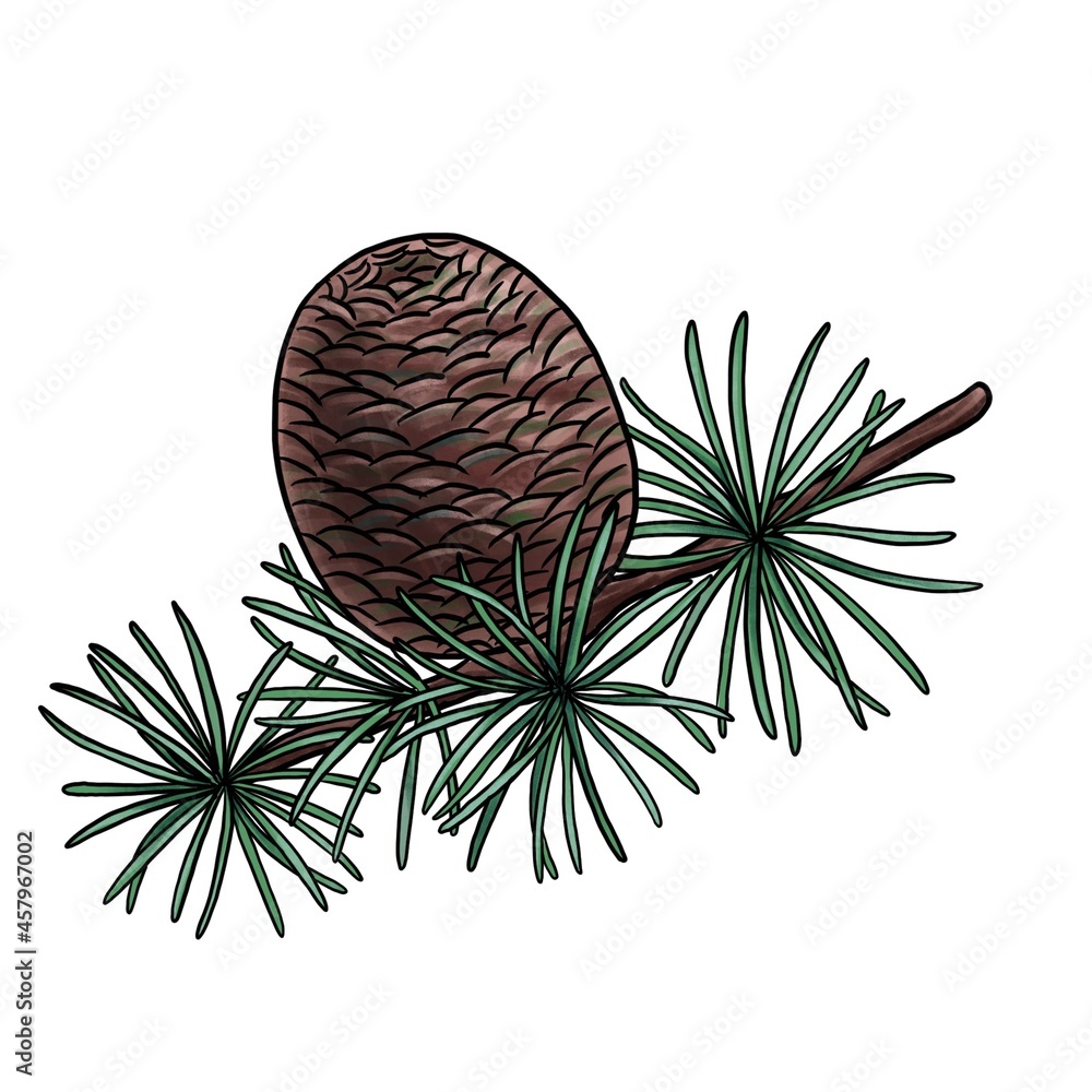 drawing cedar tree branch with green needles and cone isolated at white ...