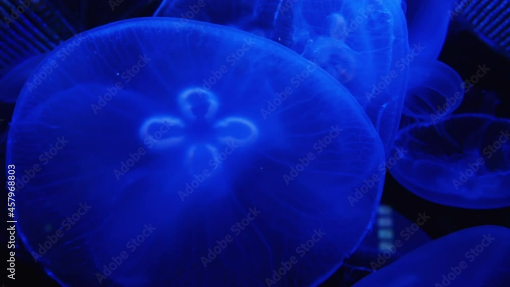 Biological fluorescence. A large group of huge deadly jellyfish move ...