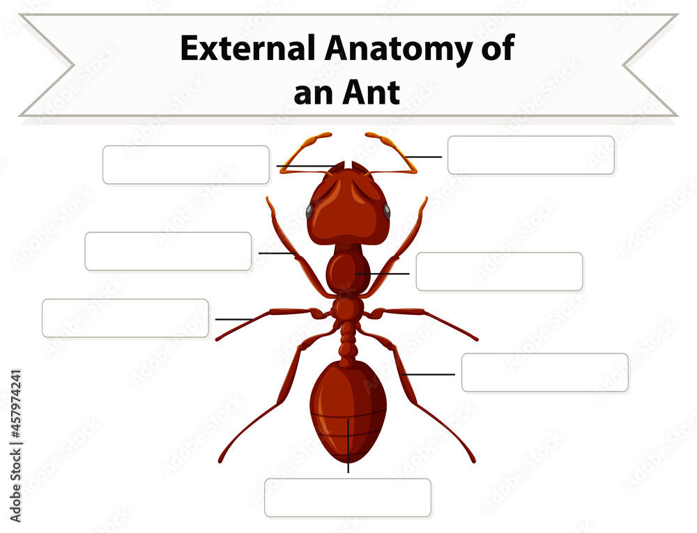 External Anatomy of an ant worksheet Stock Vector | Adobe Stock