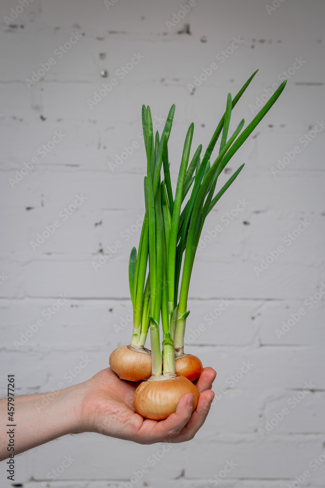 man hands holding a fresh onion onion in the palm of his hand side ...