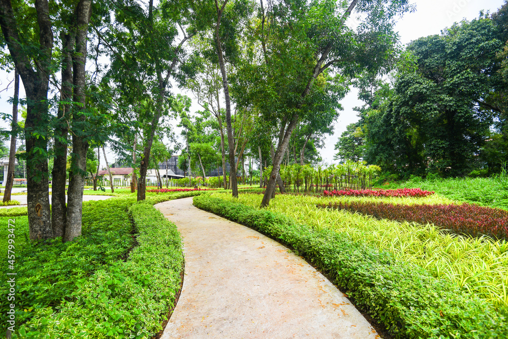 Park tree in the morning with footpath pathway with green plant and ...