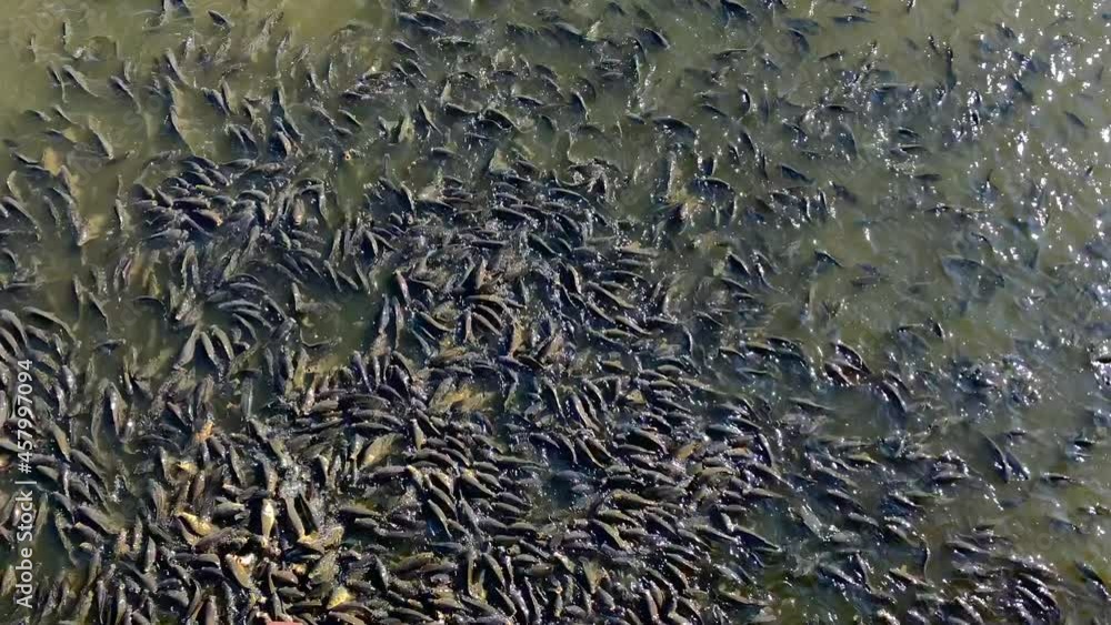 Vídeo do Stock: Top view of a lot of fish in the fishing pond on the ...