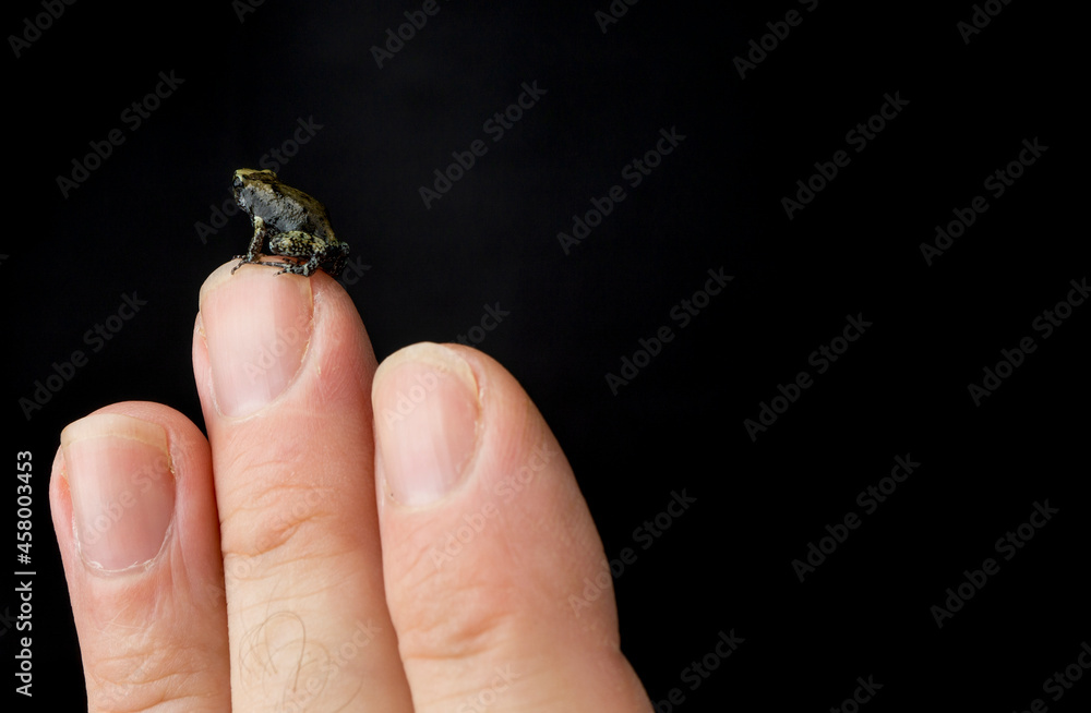 Small froglet baby frog on human hand showing its small size Stock ...