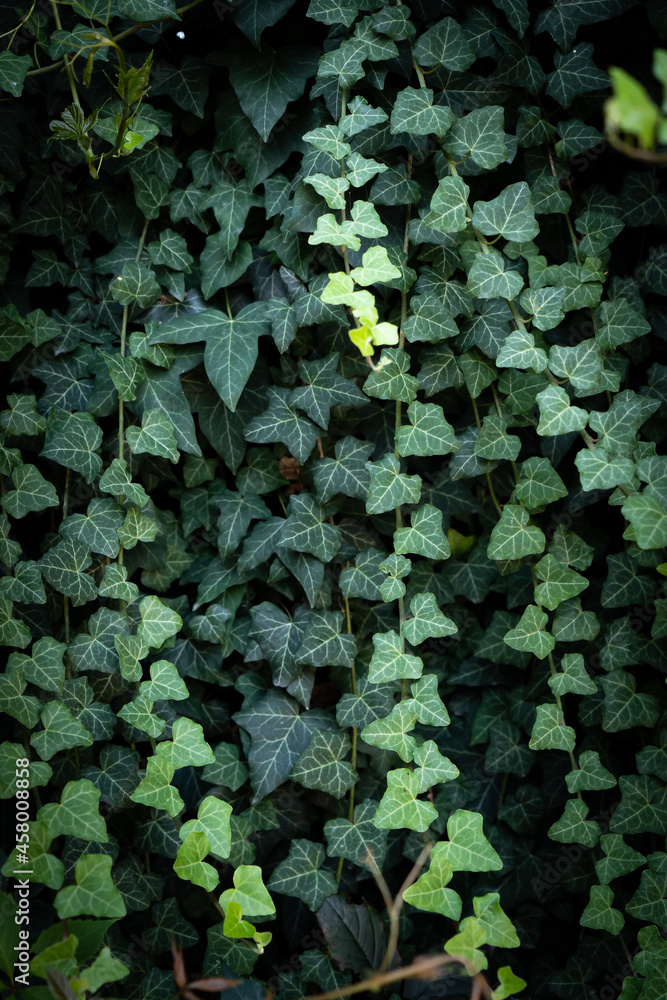 A wall of common ivy. Ivy grows on the wall. Ivy texture in dark ...