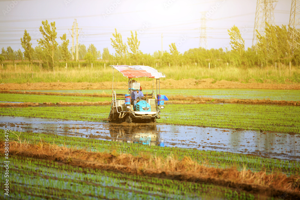 Farmers planting rice in field by using rice planting machine. Stock ...
