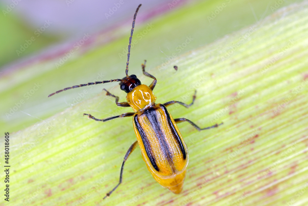 The Western corn rootworm Diabrotica virgifera virgifera is one of the ...