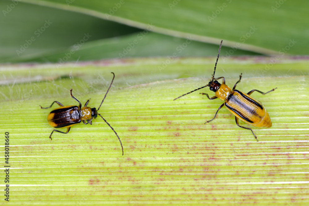 The Western corn rootworm Diabrotica virgifera virgifera is one of the ...