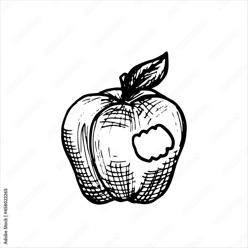 bitten apple with leaves - hand drawn vector drawing in engraving style ...