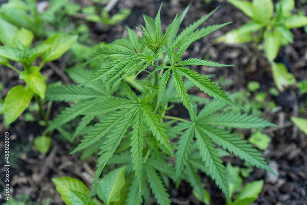 Young wild hemp plant grows naturally. Marijuana grows young from soil ...
