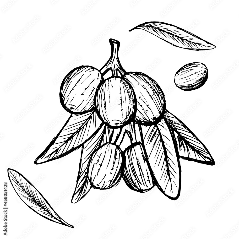 olives sketch illustration sketch menu food Stock Vector | Adobe Stock