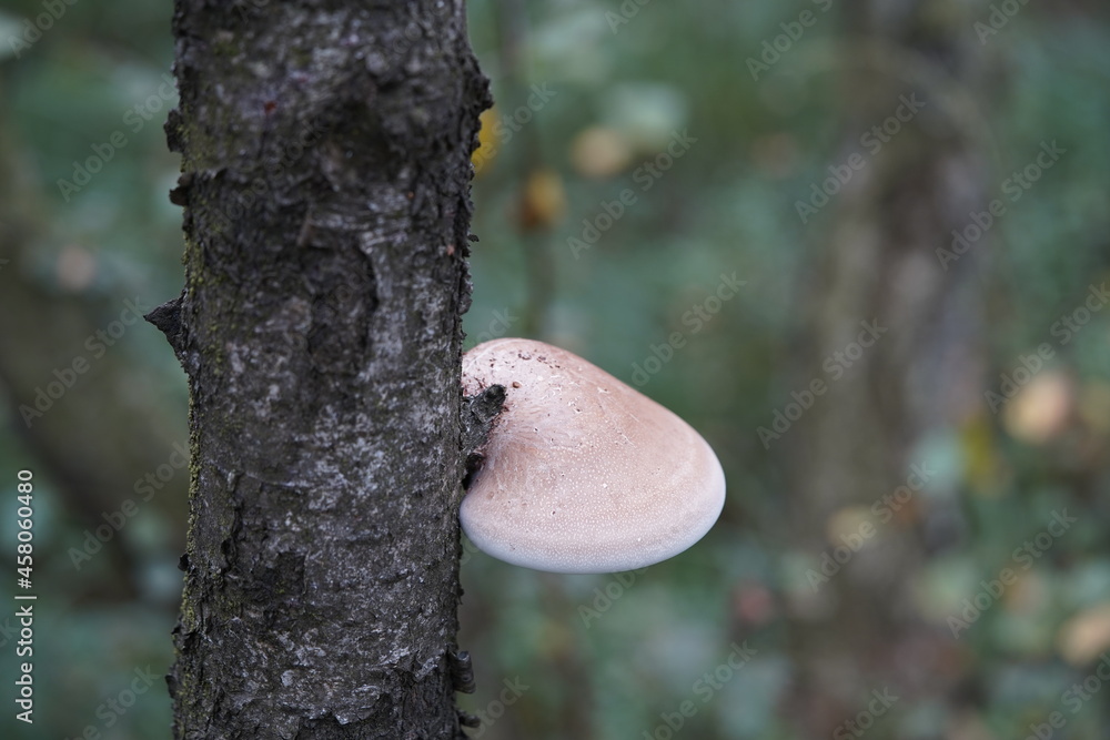Fomitopsis betulina (previously Piptoporus betulinus), commonly known ...